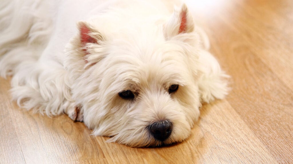 Tips para ayudar a tu perro a sobrevivir la cuarentena
